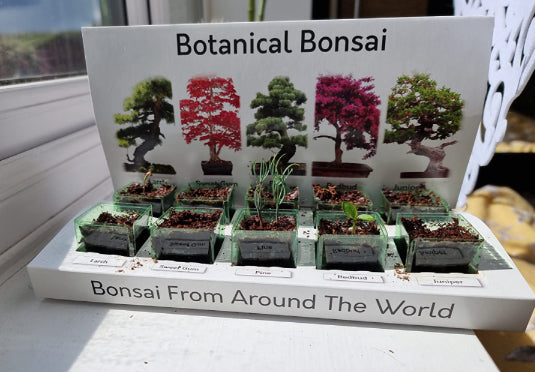 Grow Your Own Bonsai Tree Kit – 5 Varieties from Seed – Pronto Seed