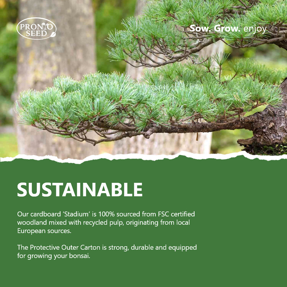 Grow Your Own Bonsai Tree Kit – Pronto Seed