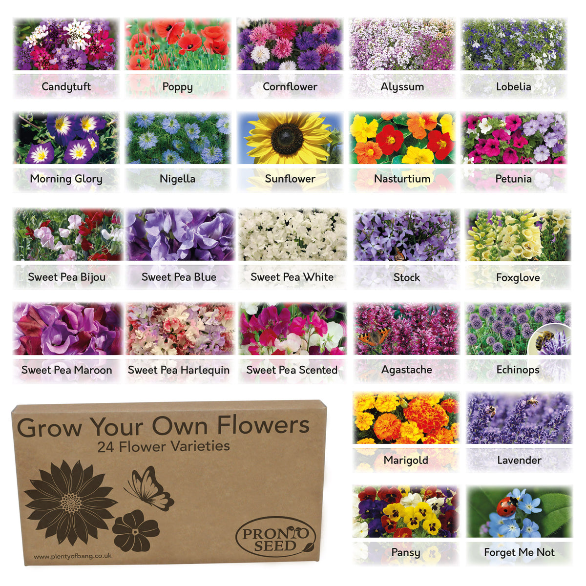 Flower Seeds – 22 Varieties, 3,100+ Seeds | Pronto Seed