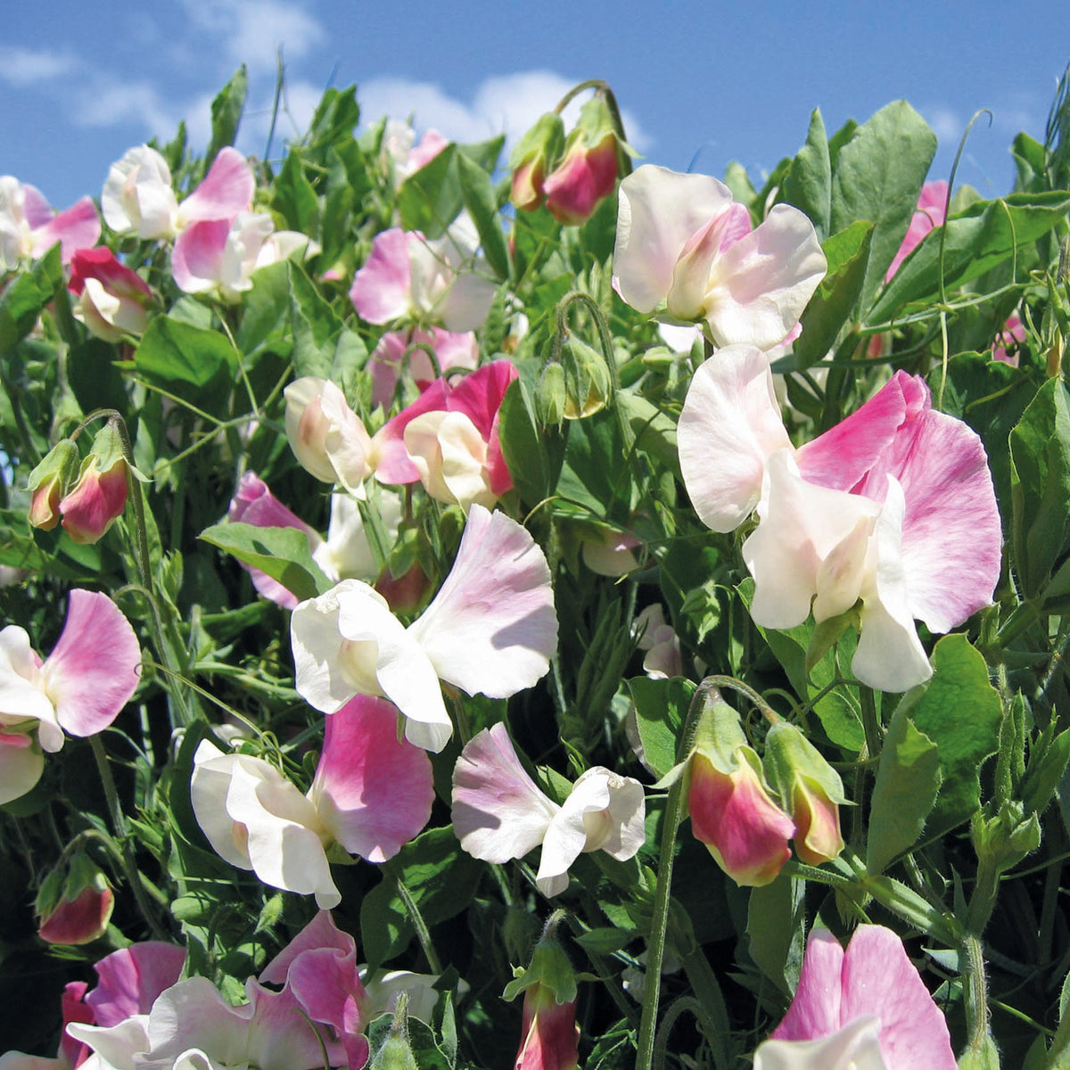 Sweet Pea Metal Milk Churn Planter Gift Set – Pronto Seed